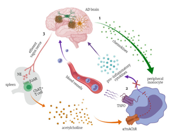 Diagnostics | Free Full-Text | Blood-Based Biomarkers of ...