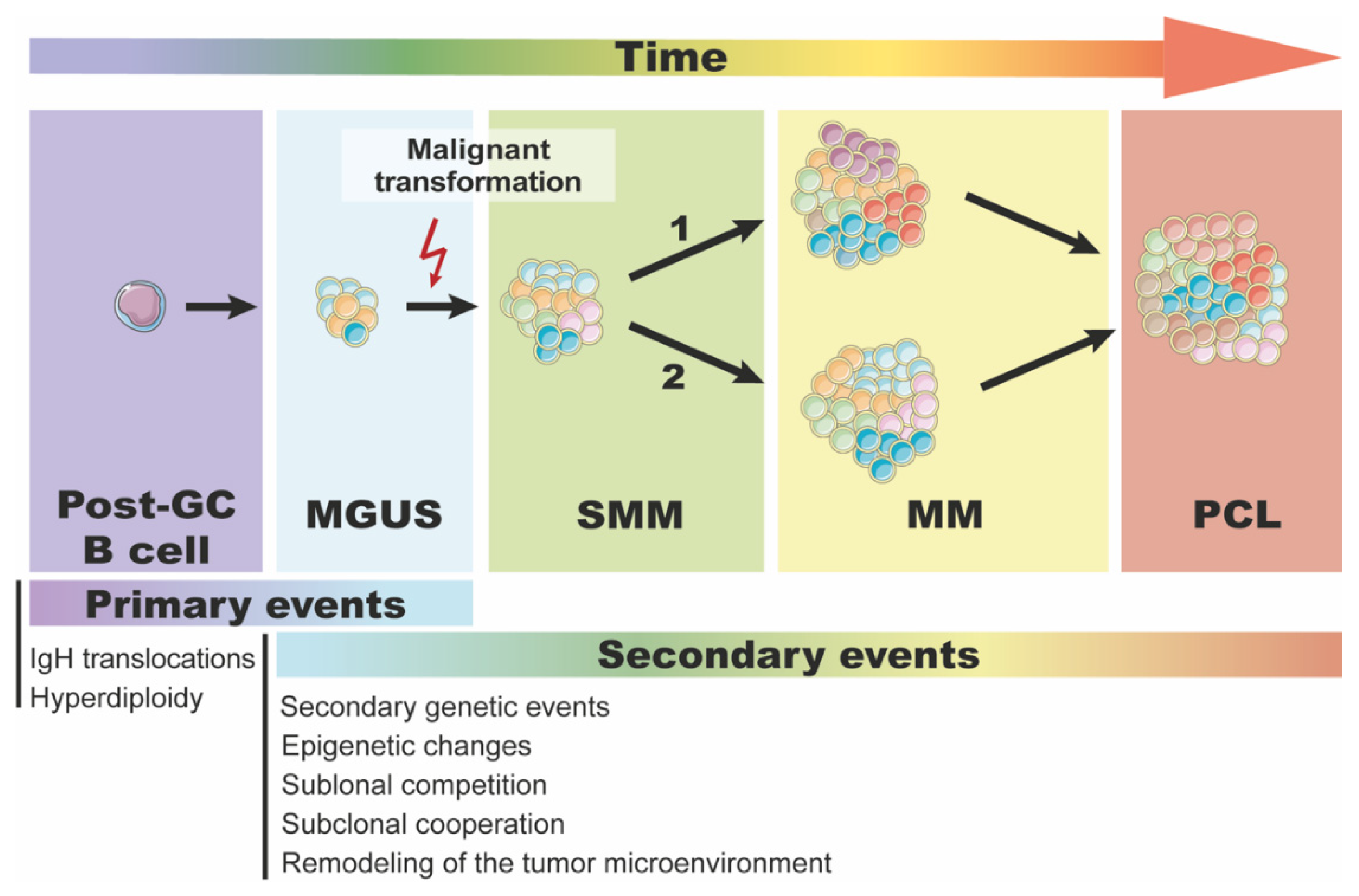 Clonal Evolution of Multiple Myeloma—Clinical and Diagnostic Implications