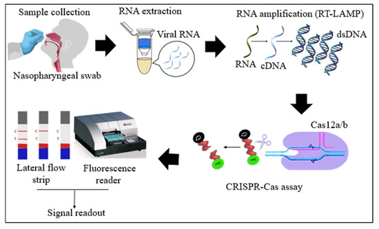 Rt Lamp Crispr Cas12 13 Based Sars Cov 2 Detection Methods