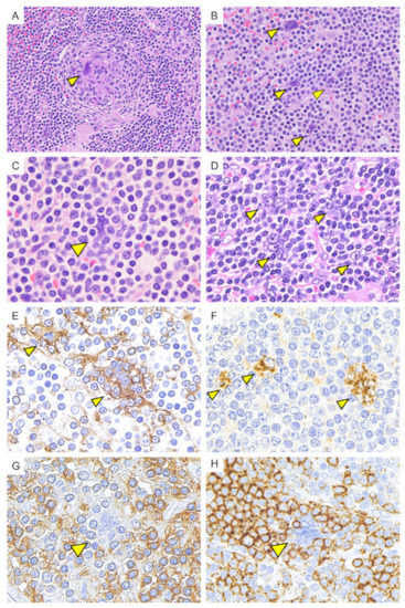 Diagnostics | Free Full-Text | Clinical and Pathological ...