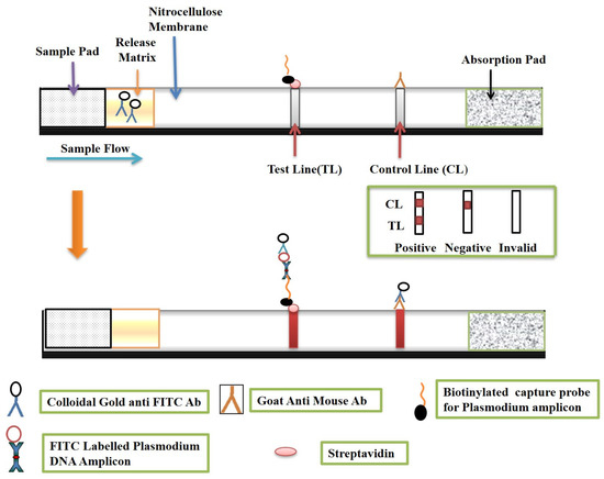 Advanced Multiplex Loop Mediated Isothermal Amplification (mLAMP) Combined with Lateral Flow ...