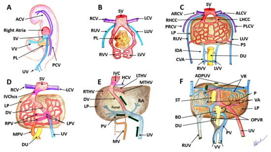 Feasibility of Fetal Portal Venous System Ultrasound Assessment at the ...