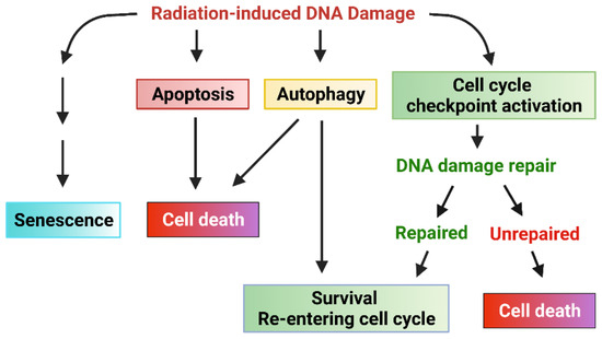 Cell Signaling Pathways That Promote Radioresistance of Cancer Cells