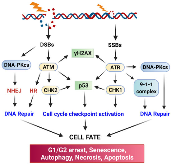 Cell Signaling Pathways That Promote Radioresistance of Cancer Cells