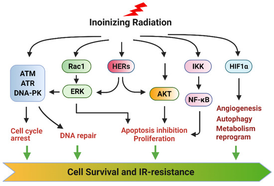 Cell Signaling Pathways That Promote Radioresistance of Cancer Cells