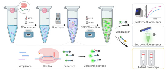 Rapid One-Tube RPA-CRISPR/Cas12 Detection Platform for Methicillin-Resistant Staphylococcus aureus