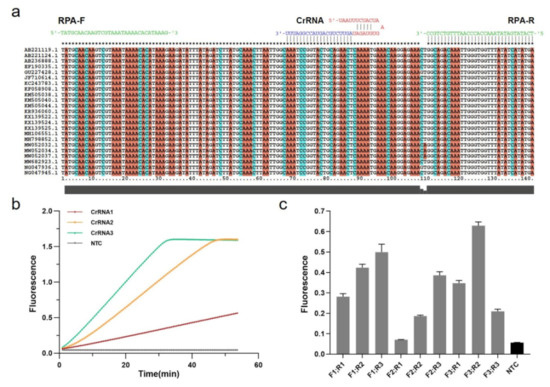 Rapid One-Tube RPA-CRISPR/Cas12 Detection Platform for Methicillin-Resistant Staphylococcus aureus