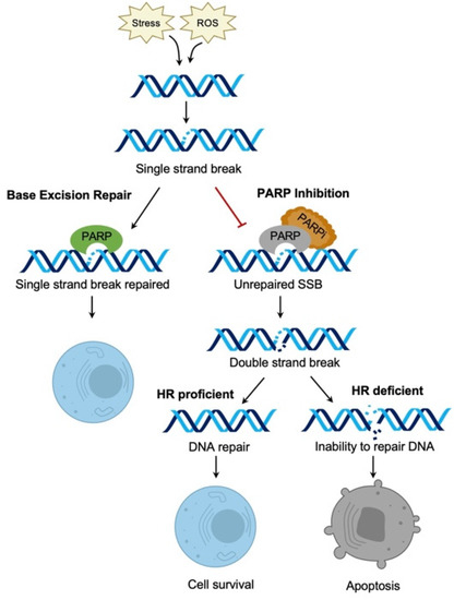 Next Generation Sequencing and Molecular Biomarkers in Ovarian Cancer ...