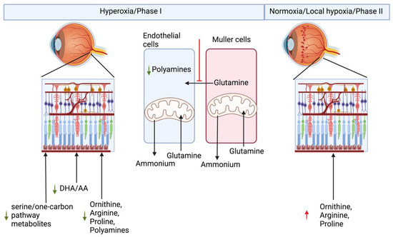 Metabolism and Vascular Retinopathies: Current Perspectives and Future ...