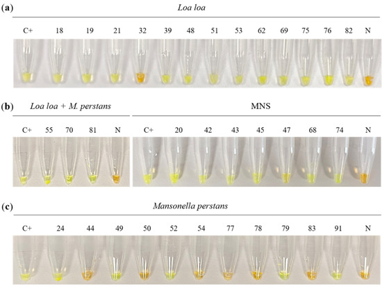 Colorimetric and Real-Time Loop-Mediated Isothermal Amplification (LAMP ...
