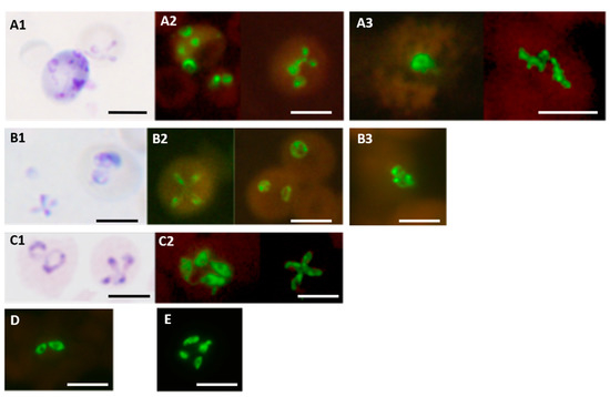 Fluorescence In Situ Hybridization (FISH) Tests for Identifying ...