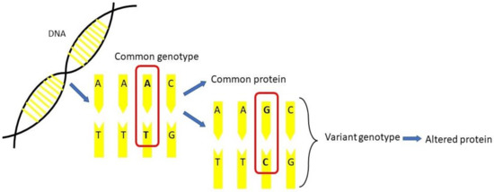 Single Nucleotide Polymorphisms in XMN1-HBG2, HBS1L-MYB, and BCL11A and ...