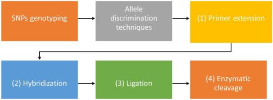 Single Nucleotide Polymorphisms in XMN1-HBG2, HBS1L-MYB, and BCL11A and ...