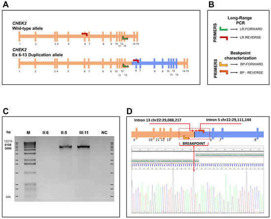 Genomic Breakpoints’ Characterization of a Large CHEK2 Duplication in ...