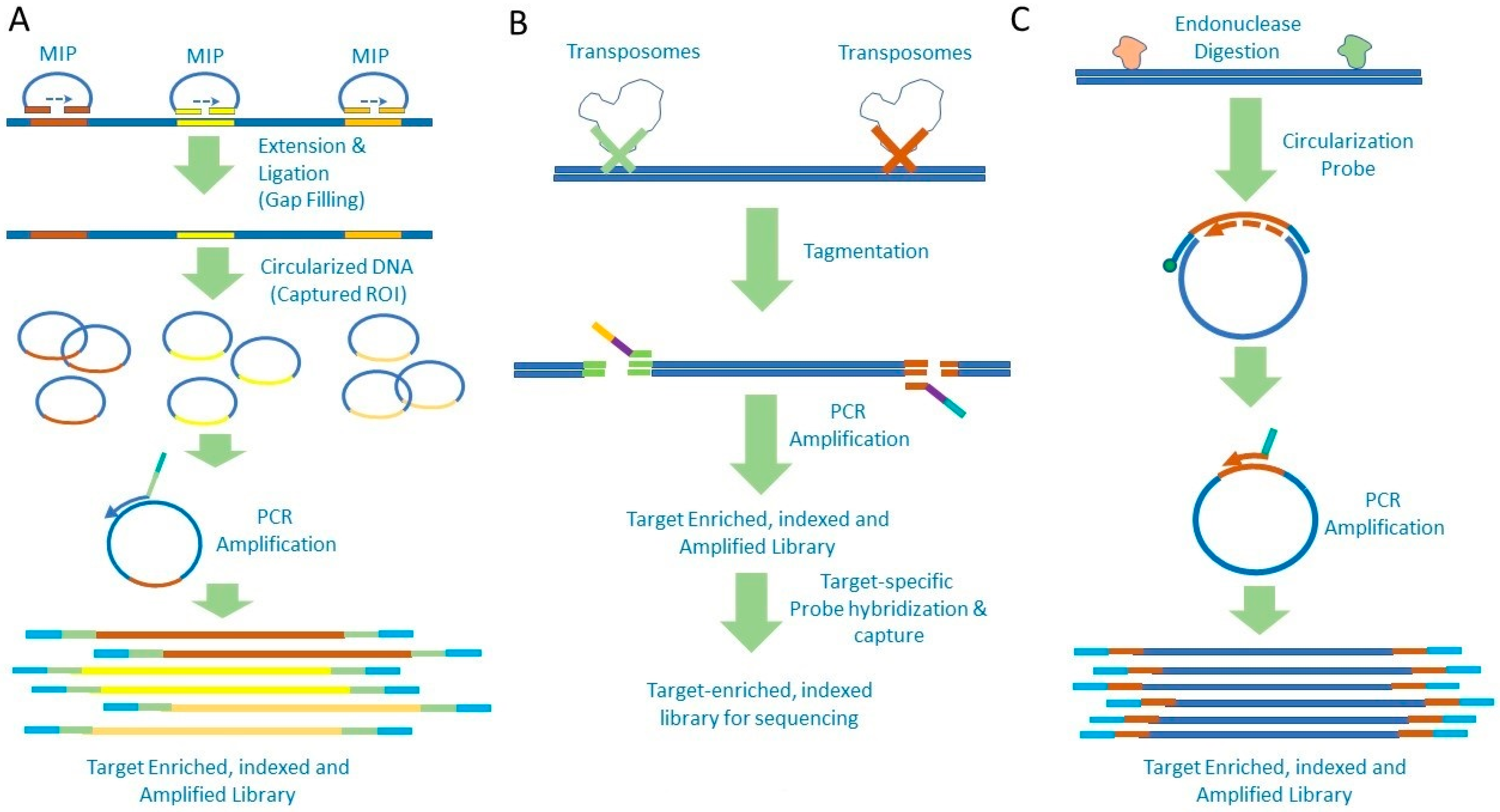 Next Generation Sequencing Schematic Next Generation Sequencing Schematic