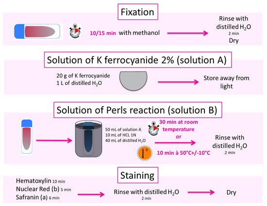 Perls’ Stain Guidelines from the French-Speaking Cellular Hematology ...