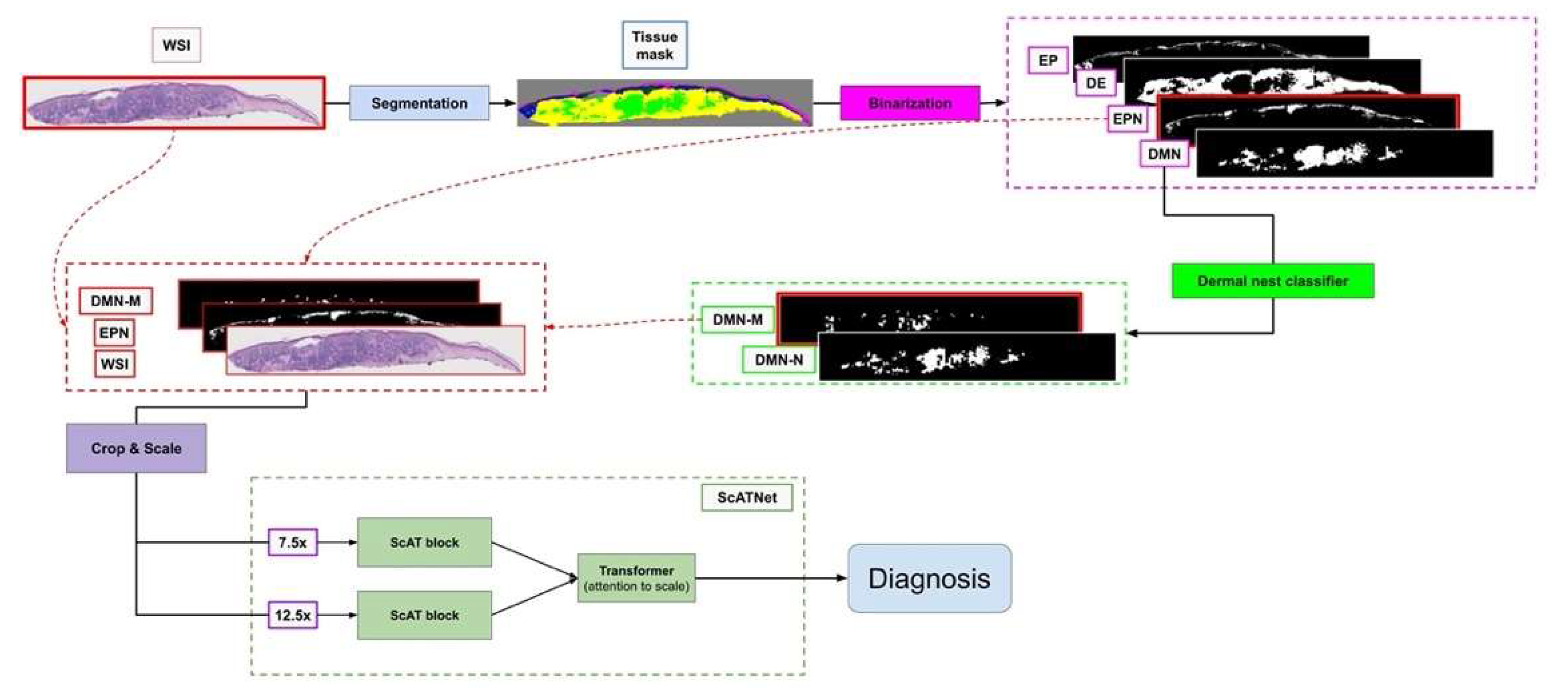 Diagnostics Free Full Text Improving The Diagnosis Of Skin Biopsies