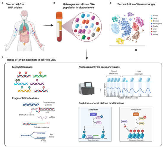 Tracing the Origin of Cell-Free DNA Molecules through Tissue-Specific ...