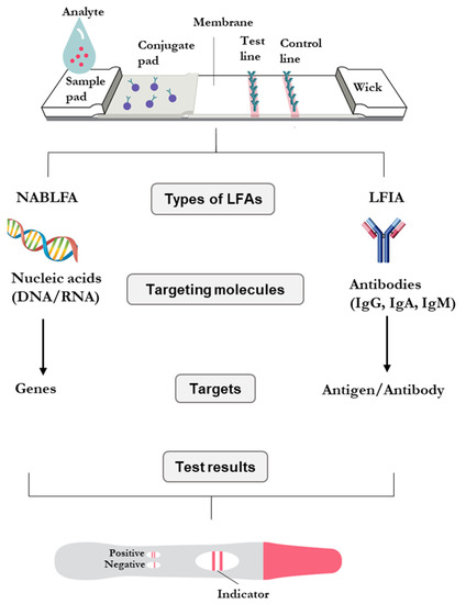 A Review of the Nucleic Acid-Based Lateral Flow Assay for Detection of ...