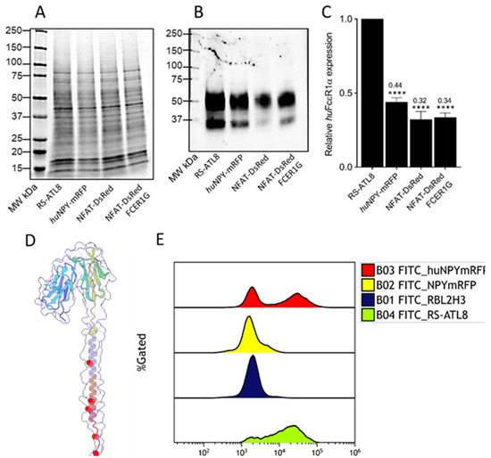 The Humanised NPY-mRFP RBL Reporter Cell Line Is a Fast and Inexpensive ...