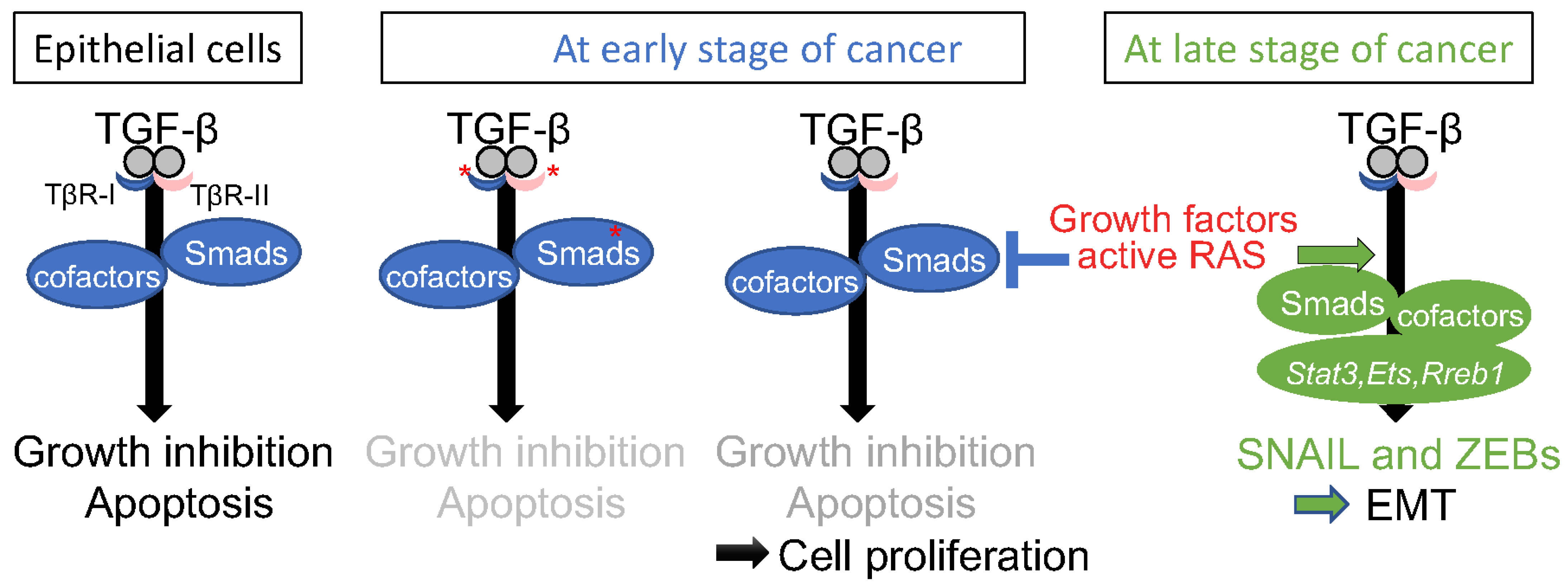 Diagnostics | Free Full-Text | Epithelial–Mesenchymal Transition by Synergy between Transforming ...