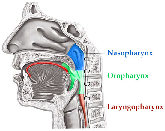 Change in the Constricted Airway in Patients after Clear Aligner ...