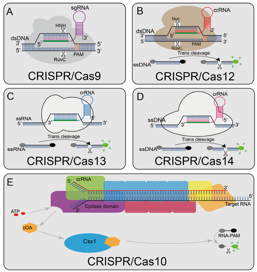 Application of CRISPR/Cas Systems in the Nucleic Acid Detection of Infectious Diseases