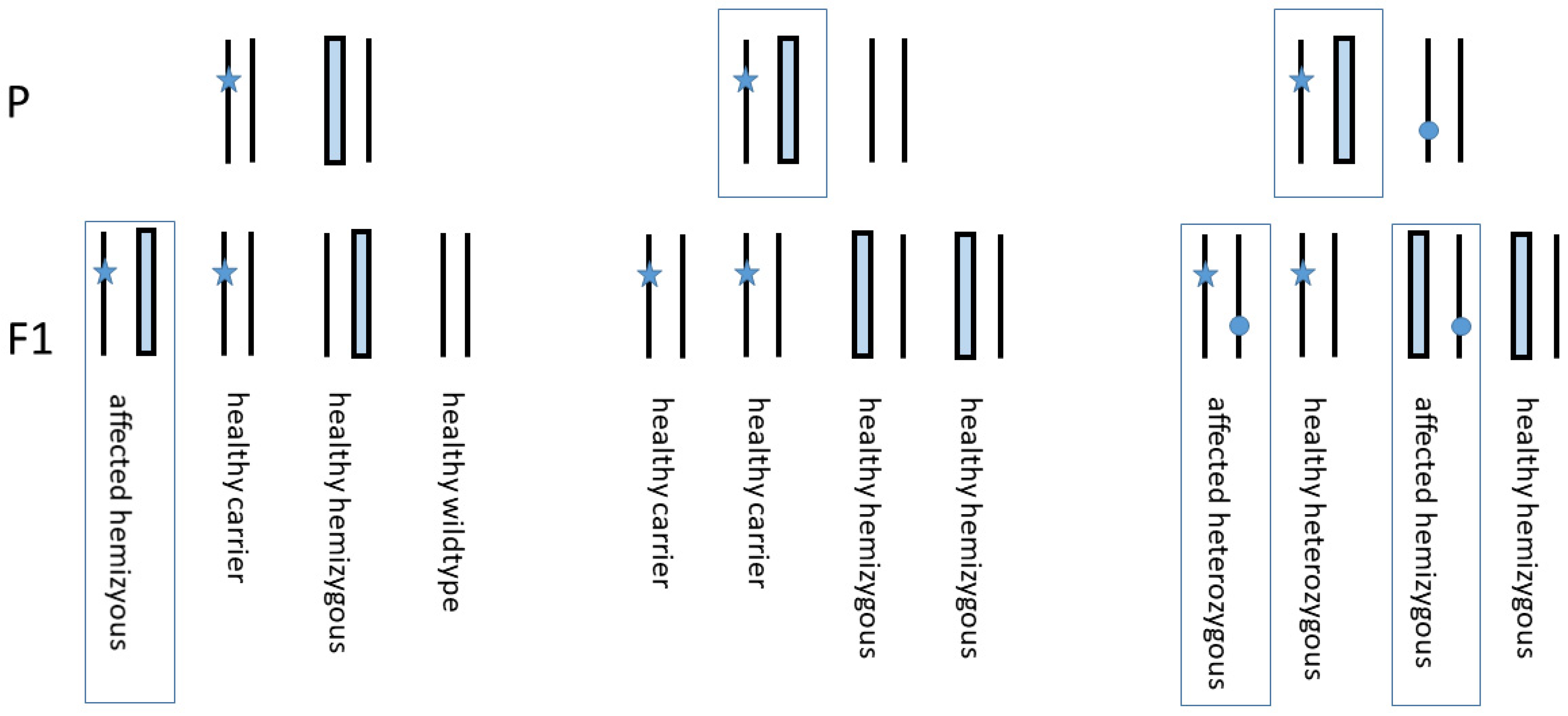 Diagnostics | Free Full-Text | Recessive Dystrophic Epidermolysis ...