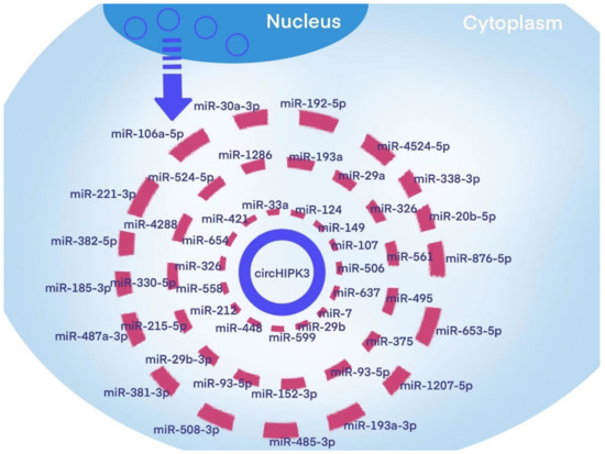 The Diagnostic and Therapeutic Role of Circular RNA HIPK3 in Human Diseases