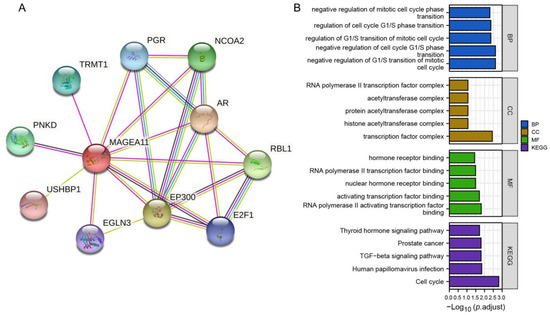 MAGEA11 as a STAD Prognostic Biomarker Associated with Immune Infiltration