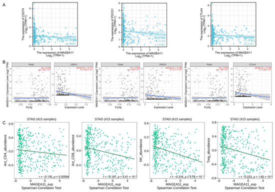 MAGEA11 as a STAD Prognostic Biomarker Associated with Immune Infiltration