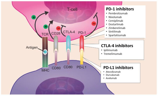 A Diagnostic of Acquired Hemophilia Following PD1/PDL1 Inhibitors in Advanced Melanoma: The ...