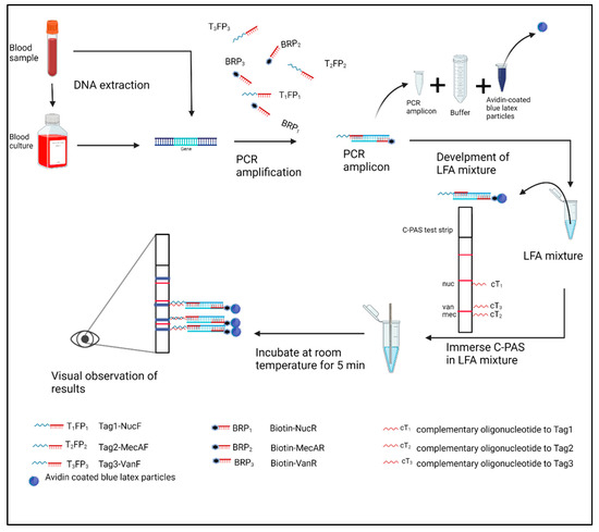 Development of a Multiplex Polymerase Chain Reaction-Based DNA Lateral Flow Assay as a Point-of ...