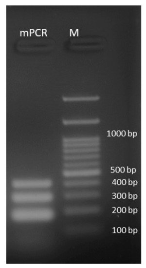 Development of a Multiplex Polymerase Chain Reaction-Based DNA Lateral ...