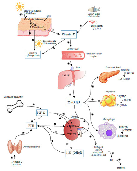 Vitamin D Status and Potential Therapeutic Options in Critically Ill ...