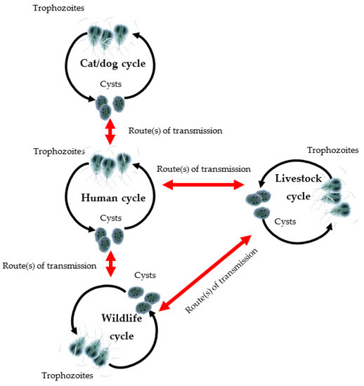 Application of Proteomics to the Study of the Therapeutics and ...