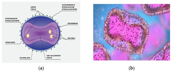 Monkeypox: An Unfamiliar Virus—Clinical and Epidemiological ...