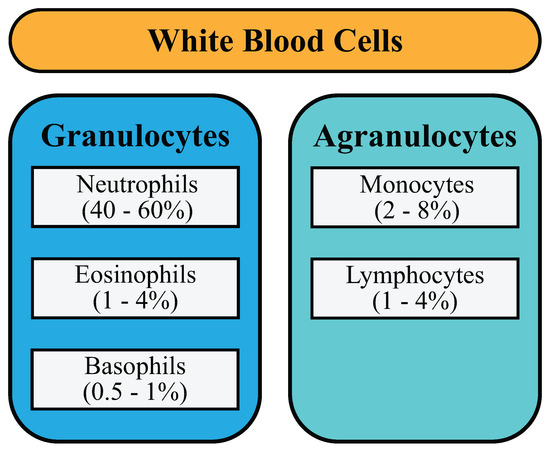 Classification of White Blood Cells: A Comprehensive Study Using Transfer Learning Based on ...