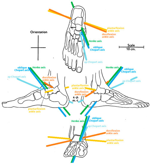 Muscular Systems and Their Influence on Foot Arches and Toes Alignment ...