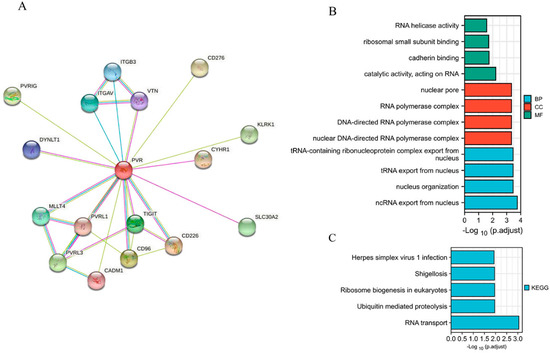 Diagnostics | Free Full-Text | PVR—A Prognostic Biomarker Correlated ...