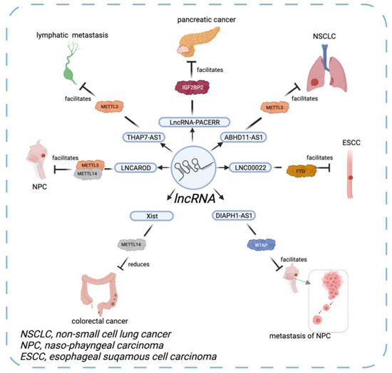 N6-methyladenosine Modification of Noncoding RNAs: Mechanisms and Clinical Applications in Cancer