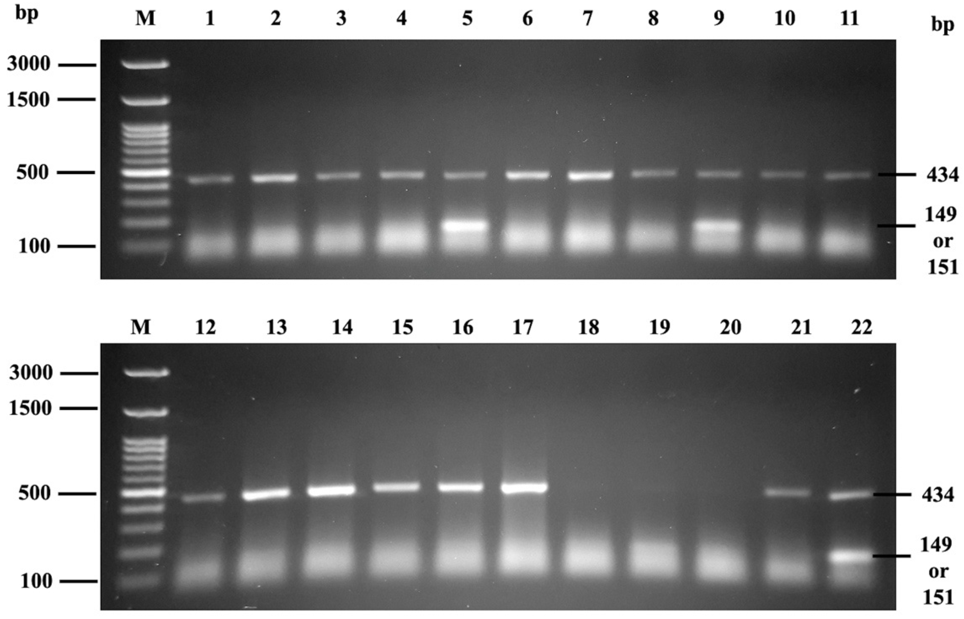 Development of Mia Phenotyping Using Paper-Based Device