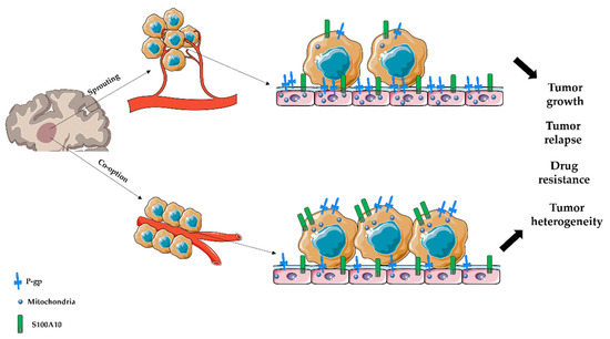 Differential P-Glycoprotein/CD31 Expression as Markers of Vascular Co ...