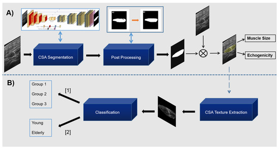 Muscle Cross-Sectional Area Segmentation in Transverse Ultrasound ...