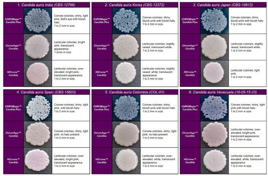 Usefulness of Chromogenic Media with Fluconazole Supplementation for ...