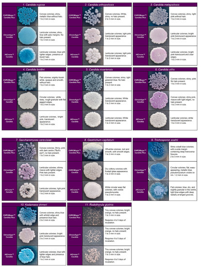 Usefulness of Chromogenic Media with Fluconazole Supplementation for ...