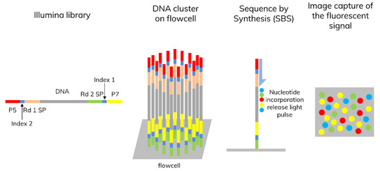 Next-Generation Sequencing (NGS) and Third-Generation Sequencing (TGS ...