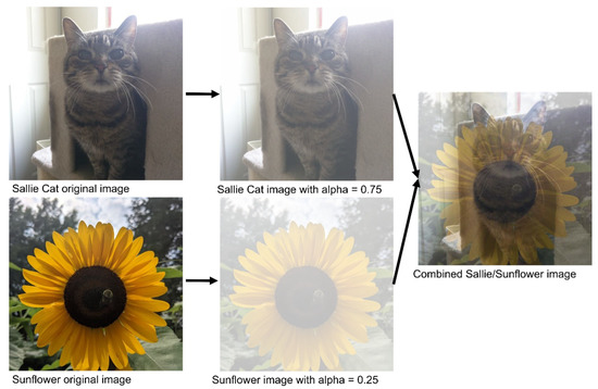 Using Ultrasound Image Augmentation and Ensemble Predictions to Prevent ...