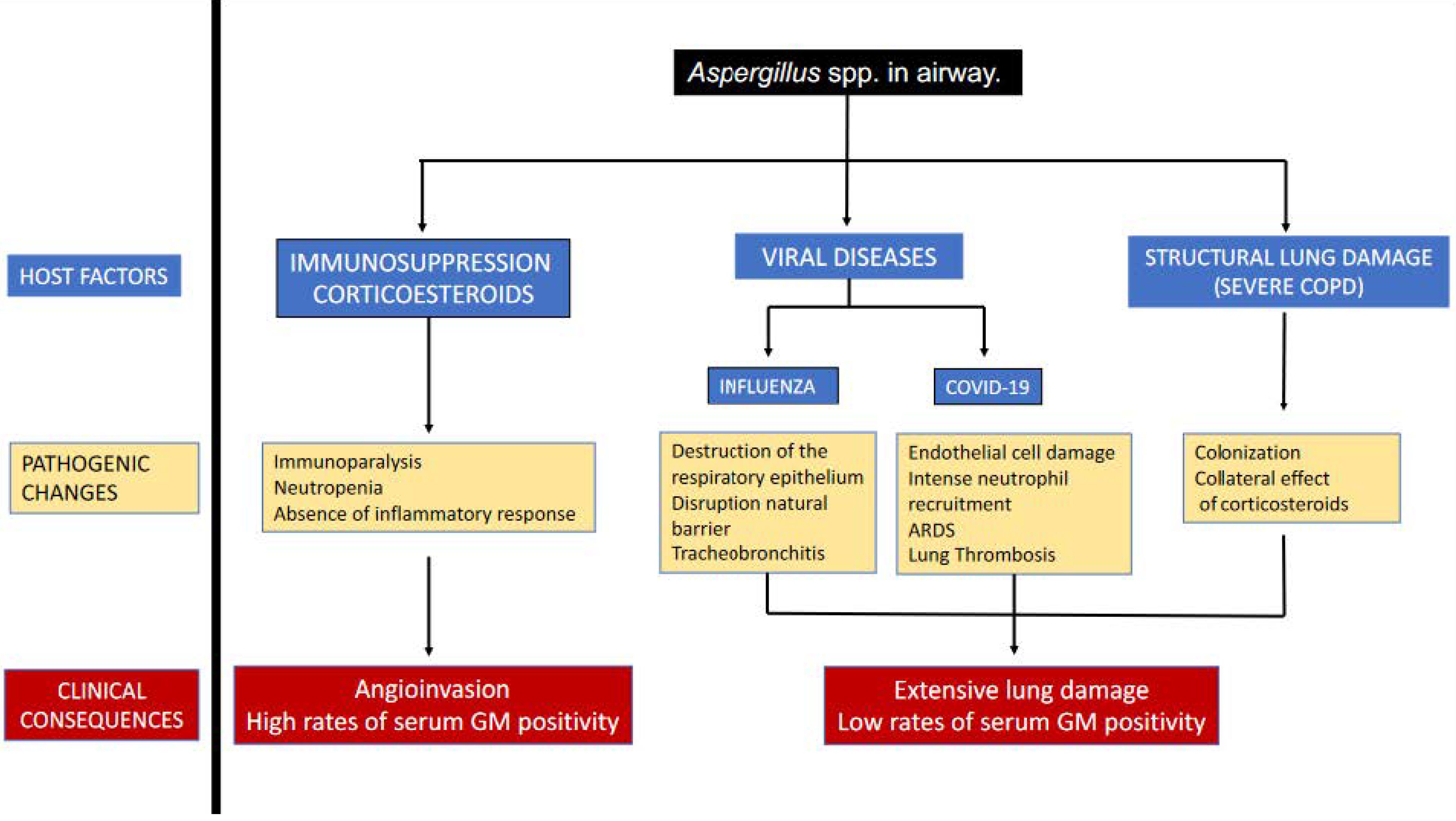 Invasive Pulmonary Aspergillosis: Not Only a Disease Affecting Immunosuppressed Patients
