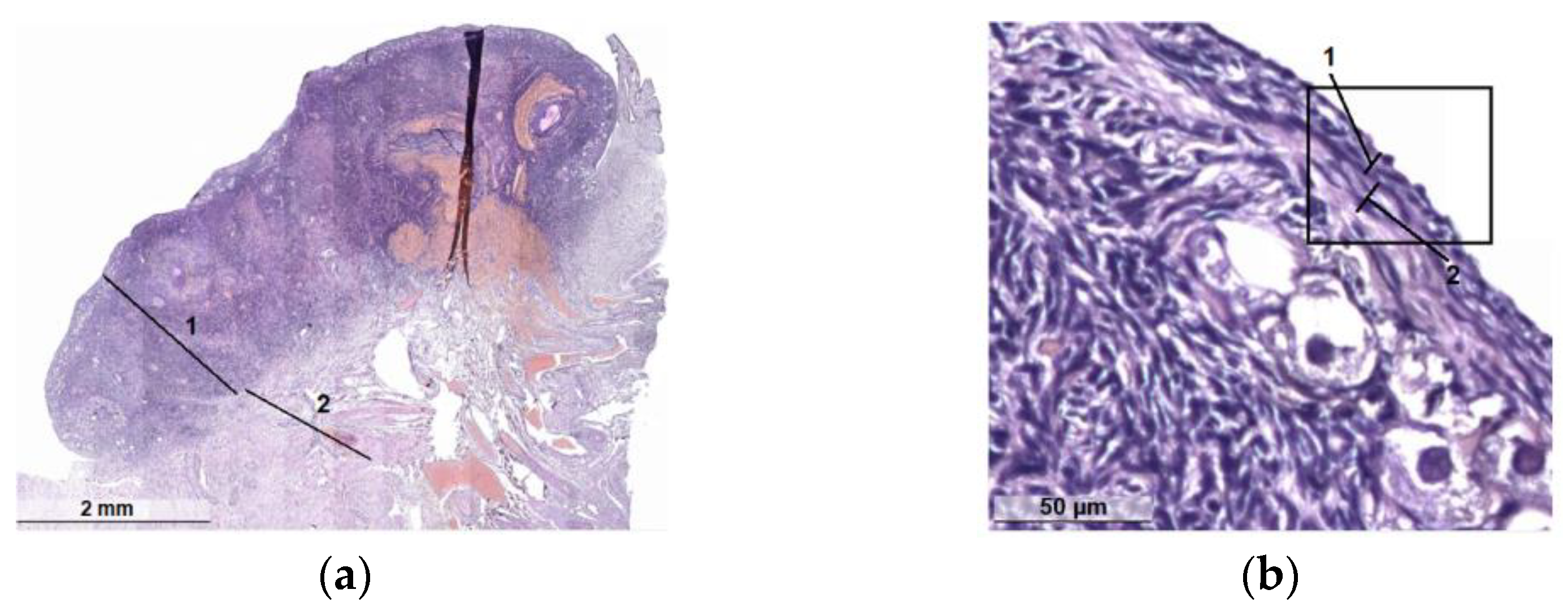 The Glycerol-Induced Perfusion-Kinetics of the Cat Ovaries in the ...